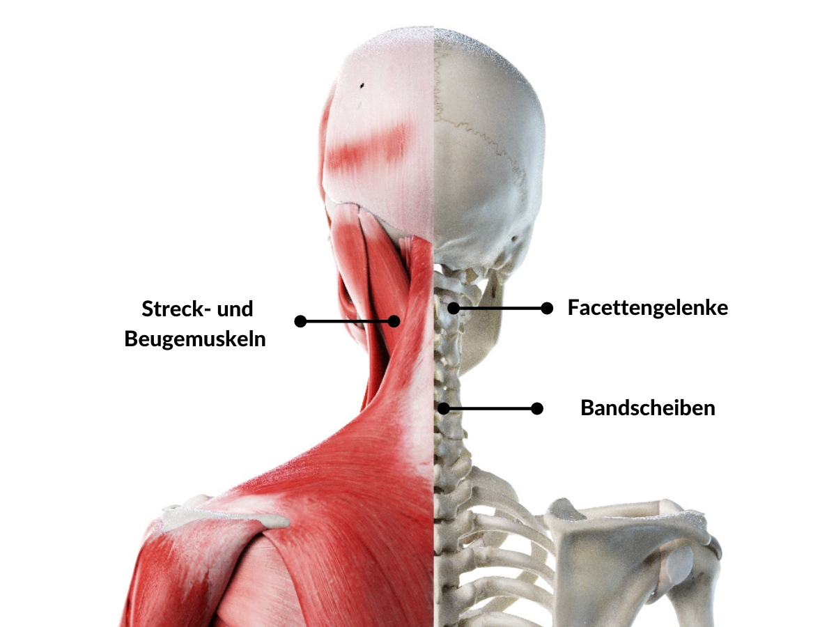 Übungen aus der Physiotherapie #1- Flexion der Halswirbelsäule