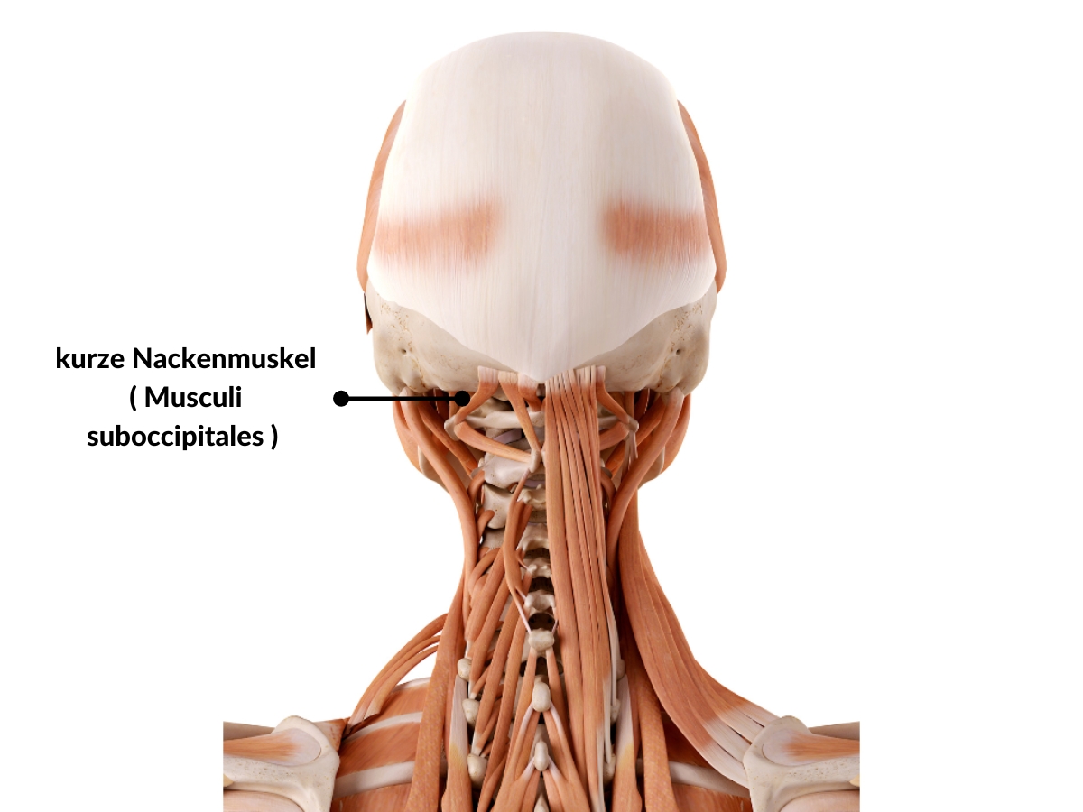 Übungen aus der Physiotherapie #1- Flexion der Halswirbelsäule